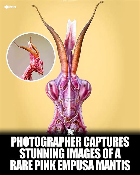 Prehistoric Earth Titanotylopus Is An Extinct Genus Of Camel Tribe