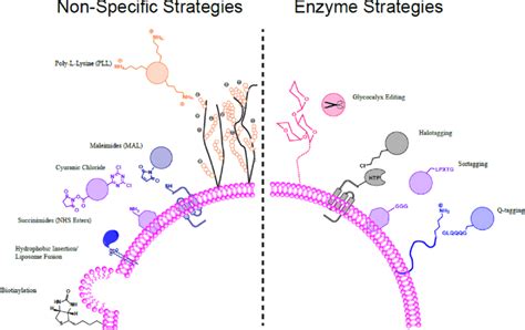 Overview Of Approaches Currently Used In Cell Surface Engineering