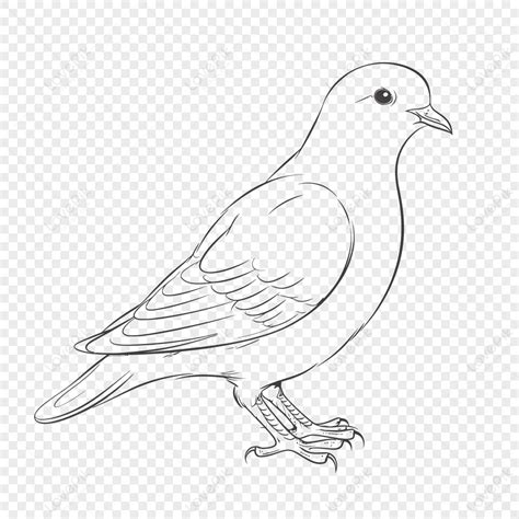Kalapati Black And White Sketch Coloring Page Outline Drawing Vector