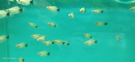 Qian Hu Jalan Lekar Silver Platy Pp 2162