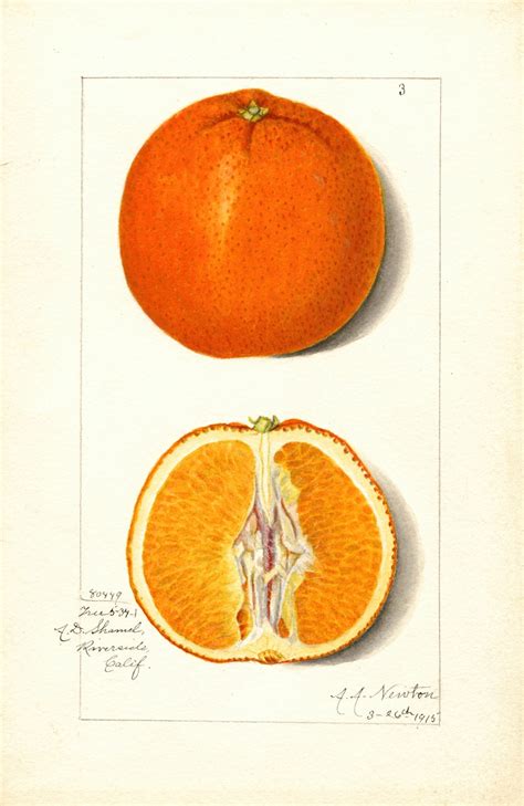 Citrus Sinensis Artvee