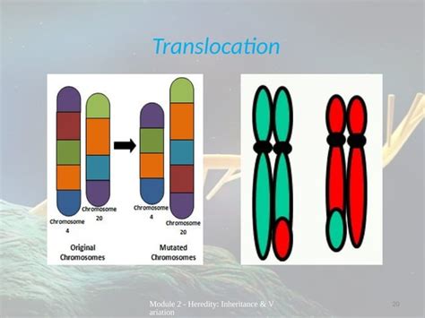 Lecture Presentation On Mutation For Grade 10 Science Pptx
