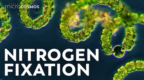 Nitrogen Fixation Grinbio 100 Natural Biofertilizers For A Greener