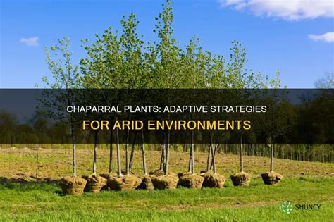 Chaparral Plants Adaptive Strategies For Arid Environments Shuncy