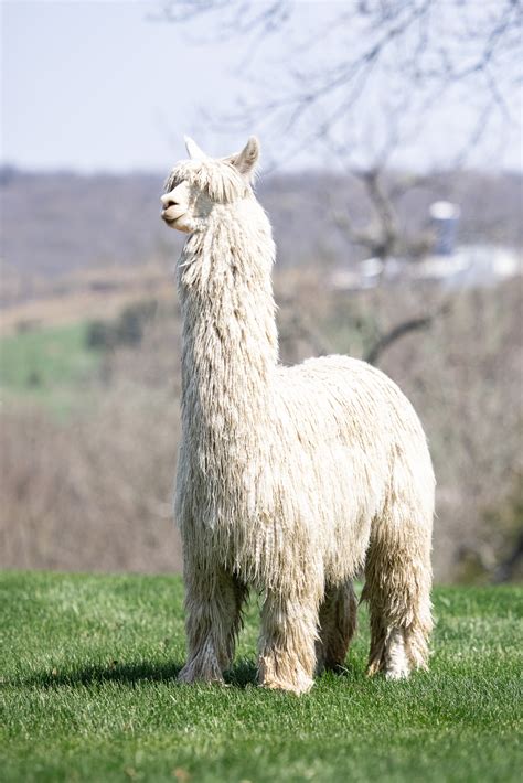 Suri Alpaca Information And Breed Characteristics Suri And Co