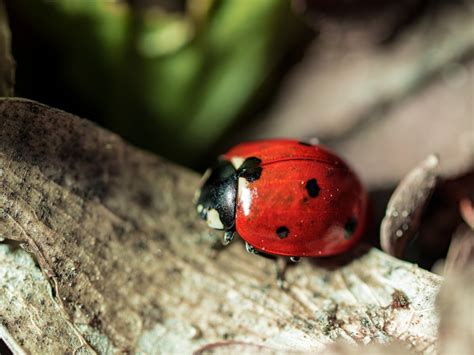 Firefly Animal Kingdom