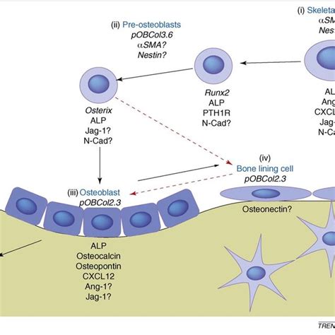 Histology Of Mouse Tibia Toluidine Blue Staining Of Undecalcified Download Scientific Diagram