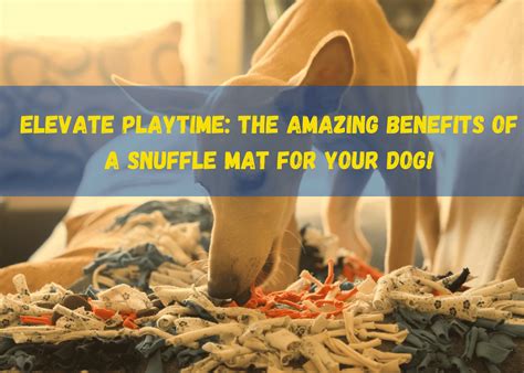 Best Snuffle Mat