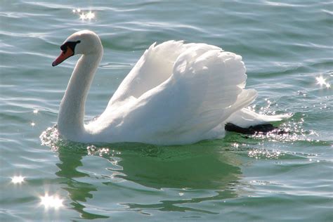 Schwan Im Licht Schöpfung