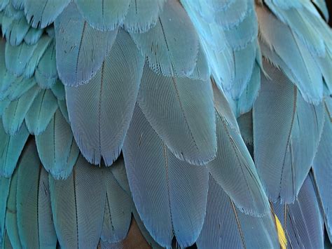Más De 50 000 Imágenes Gratis De Plumas Y Naturaleza Pixabay