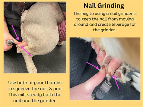 How To Trim Your Dogs Nails At Home A Complete Guide For Pet Owners