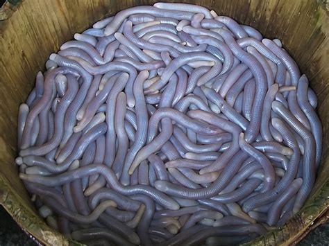 This Deep Sea ‘peanut Worm Is Making Everyone Uncomfortable