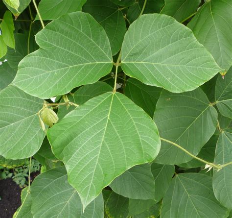 Kudzu Leaves Benefits