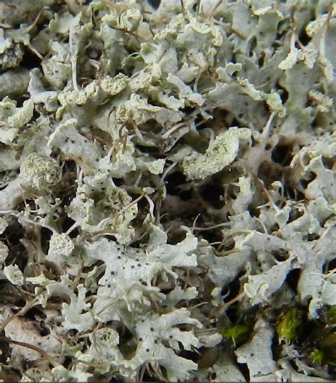 Lichen Genera Flashcards Flashcards