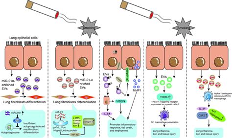 Evs Of Epithelial Cell Origin Are Involved In The Pathogenesis Of Copd Download Scientific Diagram