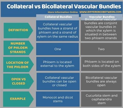 Difference Between Collateral And Bicollateral Vascular Bundles