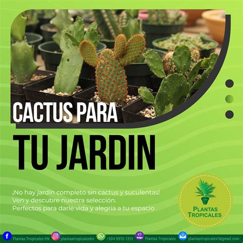 Plantas ¿ustedes También Son Fans De Los Cactus ¿tienen Alguno En