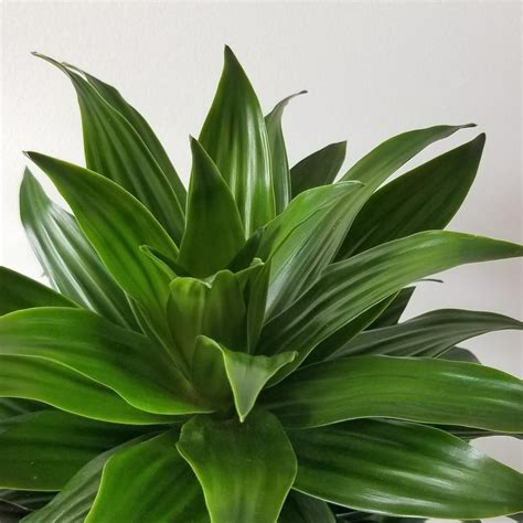 Dracaena Janet Craig Compacta Cane Live Plant In A 10 Inch Pot Dracaena Deremensis Compacta
