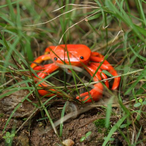 Fly Fishing 1pcs Bumble Bee Grasshopper Chub Beetl Vicedeal