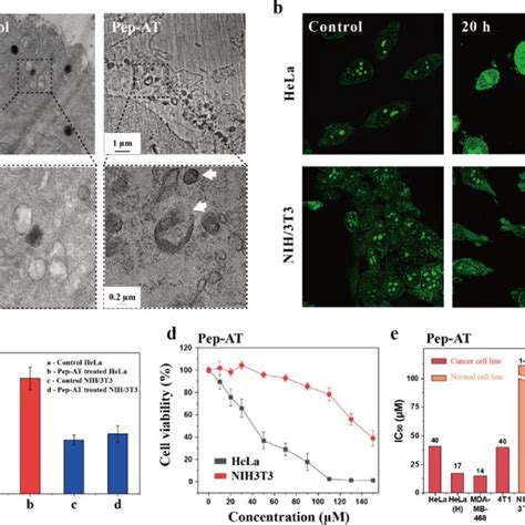Lysosomal Membrane Integrity Study And Cell Viability Assay To Explore