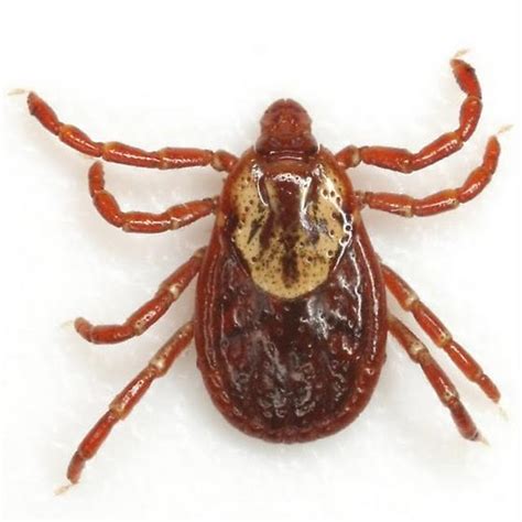 American Dog Tick Dermacentor Variabilis Bugguidenet