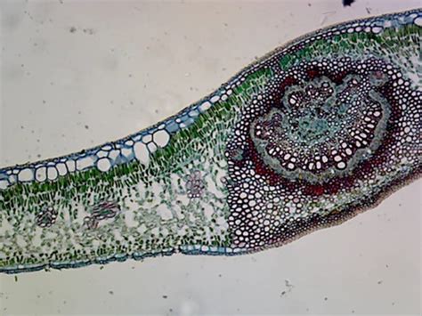 Chloroplasts Microscope