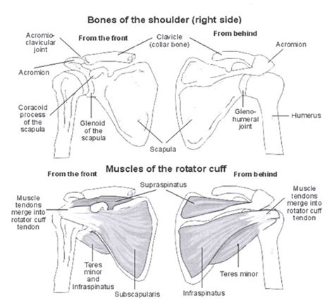 Shoulder Impingement Rotator Cuff Injury And Inflammation Right Decisions