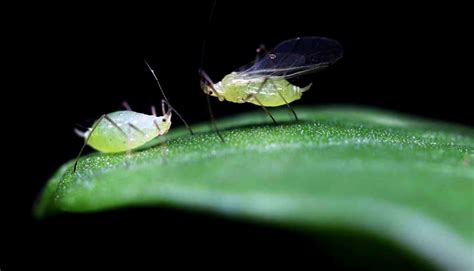 Borrowed Virus Genes Put Wings On Some Pea Aphids Futurity