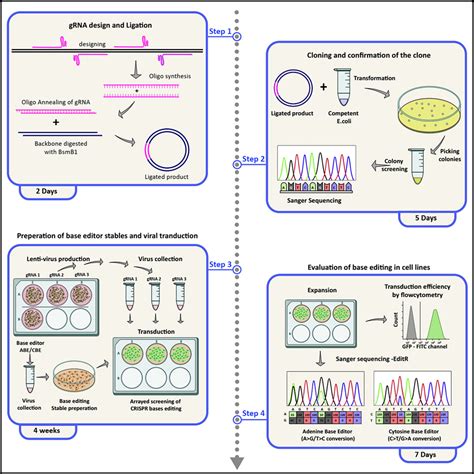 Cell Press Star Protocols