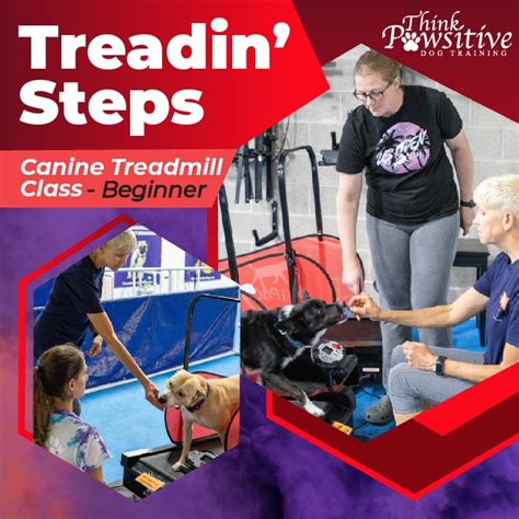 Treadin Steps Canine Treadmill Class Beginner Think Pawsitive