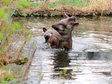 Tapir Anta Tapirus Terrestris In A River With A Blurred Background