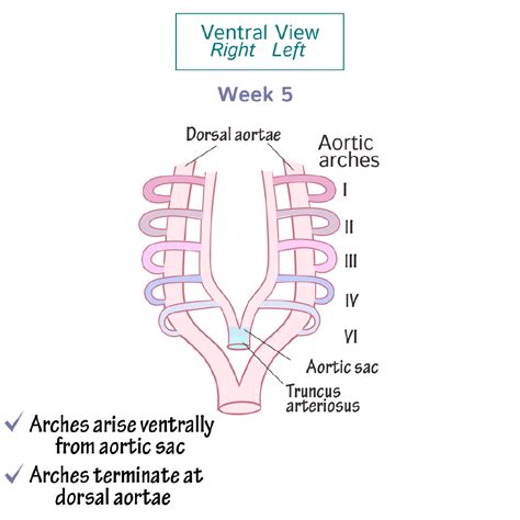 Embryology Glossary Aortic Arch Arteries Ditki Medical And Biological Sciences