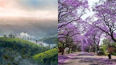 Munnar Jacaranda Blossom Scenes Marayur Kanthallur Know Kottarakkara Ksrtc Package Details