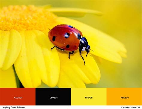 Ladybug Color Index