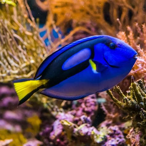 Oceana On Instagram “the Surgeonfish Made Famous As Dory In The
