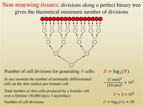 Somatic Evolution How Multicellular Organisms Can Live Long Ppt