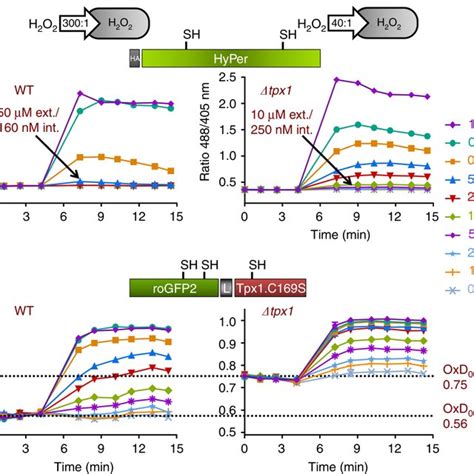 Oxidation Of Hyper And Rogfp Derivatives Upon Extracellular H2o2 Download Scientific Diagram