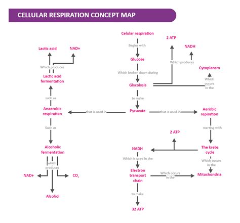 Cellular Respiration Concept Map Starting With Glucose