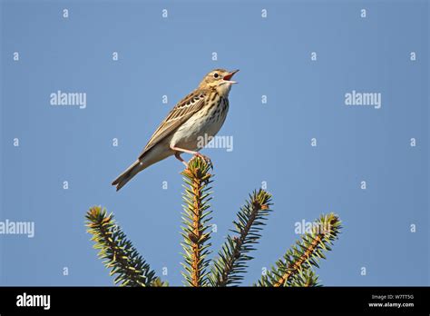 Eurasian Tree Pipit Hi Res Stock Photography And Images Alamy