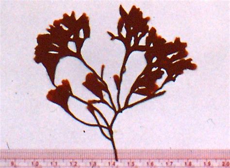 Phycokey Phyllophora Images