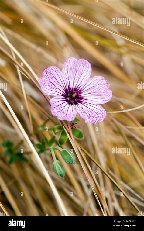 Geranium Geranium Ballerina Flower Amongst Grass Carex