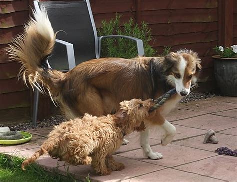 Border Collie And Cockapoo Woody And Ziggy