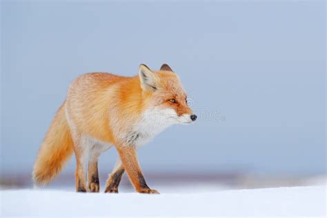 17832 Lis Zima Zdjęć Stockowych Bezpłatne I Z Licencją Royalty Free