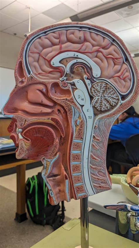 Sagittal Section Of Upper Respiratory Tract Diagram Quizlet