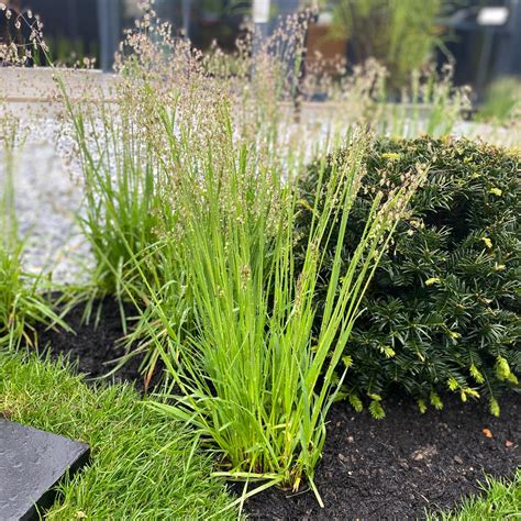 Buy Briza Media Common Quaking Grass Architectural Plants