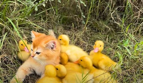 Gatito Lleva A Los Patitos A Una Aventura Para Encontrar Un Tesoro