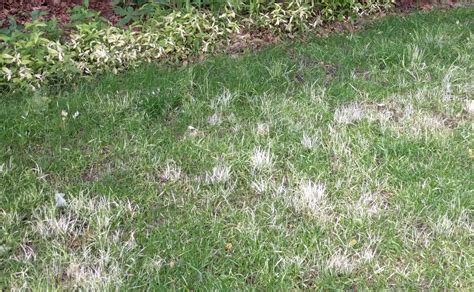 Why Is My Grass Turning Gray At Victoria Otero Blog