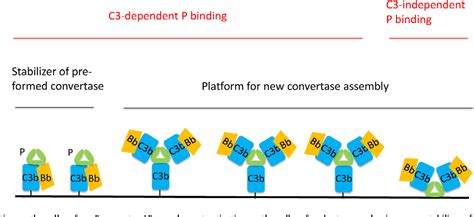 Figure 1 From Properdin In Complement Activation And Tissue Injury