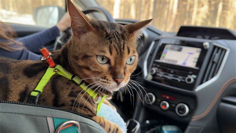 Pre Launch Dakar Car Bed For Cats Outdoorbengal