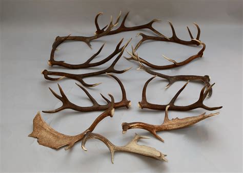 European Collection Of Elk And Moose Antlers For Sale At 1stdibs